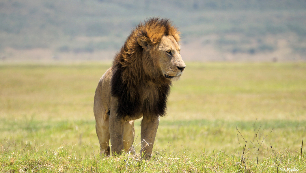 10 Amazing Lion Facts | Lion World Travel Blog
