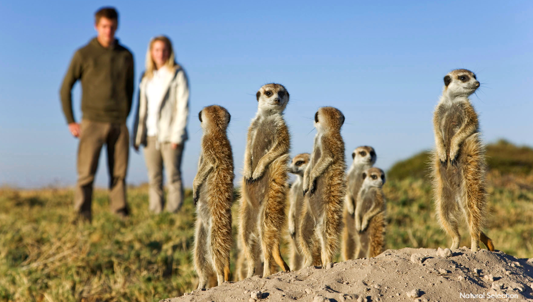7 Marvelous Meerkat Facts