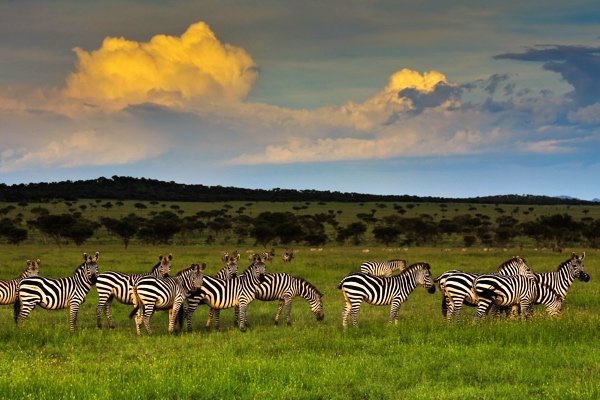 Who Knew? 5 Amazing Zebra Facts | Lion World Travel