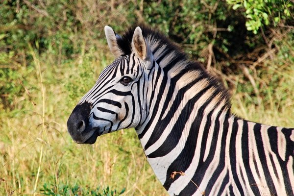 Who Knew? 5 Amazing Zebra Facts | Lion World Travel