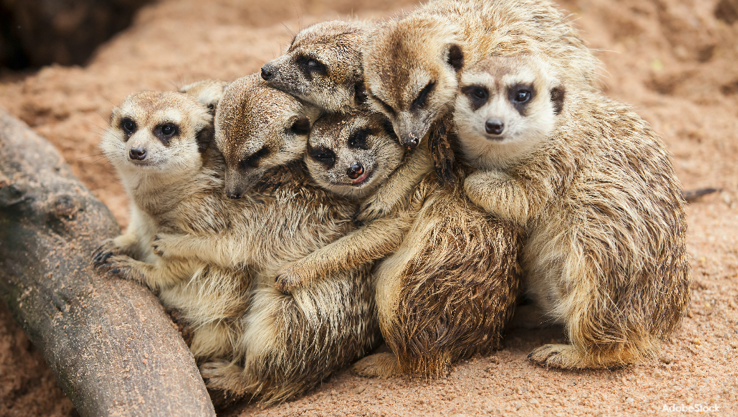 7 Marvelous Meerkat Facts
